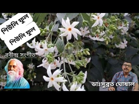 শিউলি ফুল // Seuli Ful // রবীন্দ্র সংগীত (২৬৮)// ডাঃসুব্রত ঘোষাল - YouTube