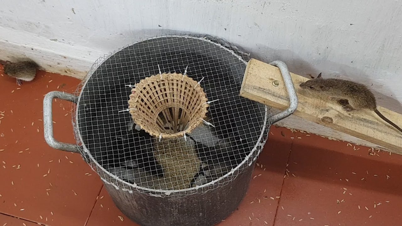 Special Mouse Trap with Grills - Best Idea Mouse Trap - New Type of ...