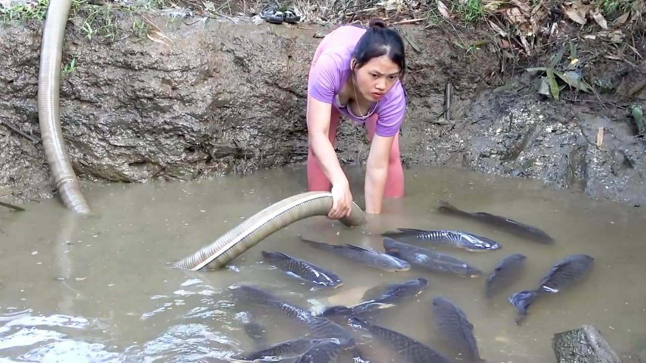 Fishing Ancient Fishing Techniques: Harvesting Many Fish from Muddy ...