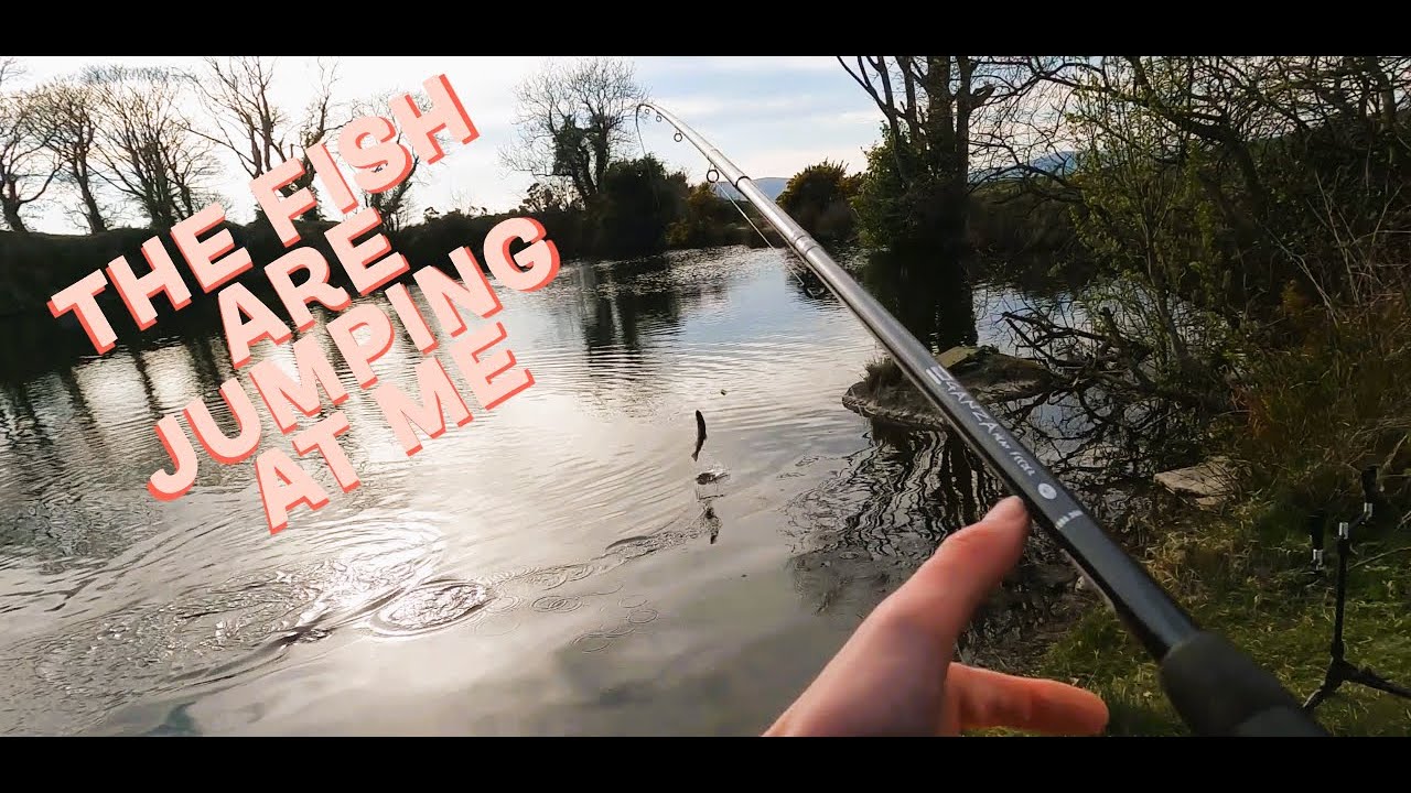 RAINBOW TROUT NORTHERN IRELAND - YouTube