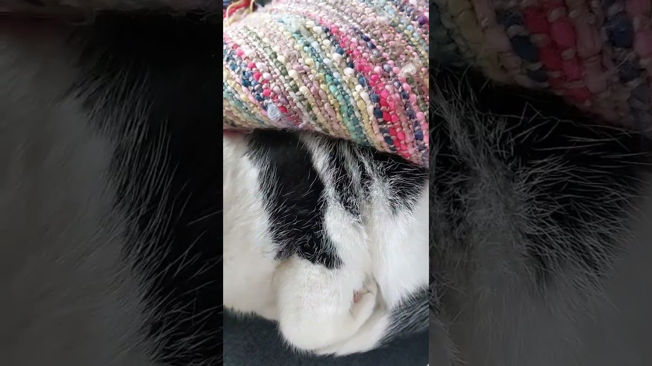 this is too cute - YouTube