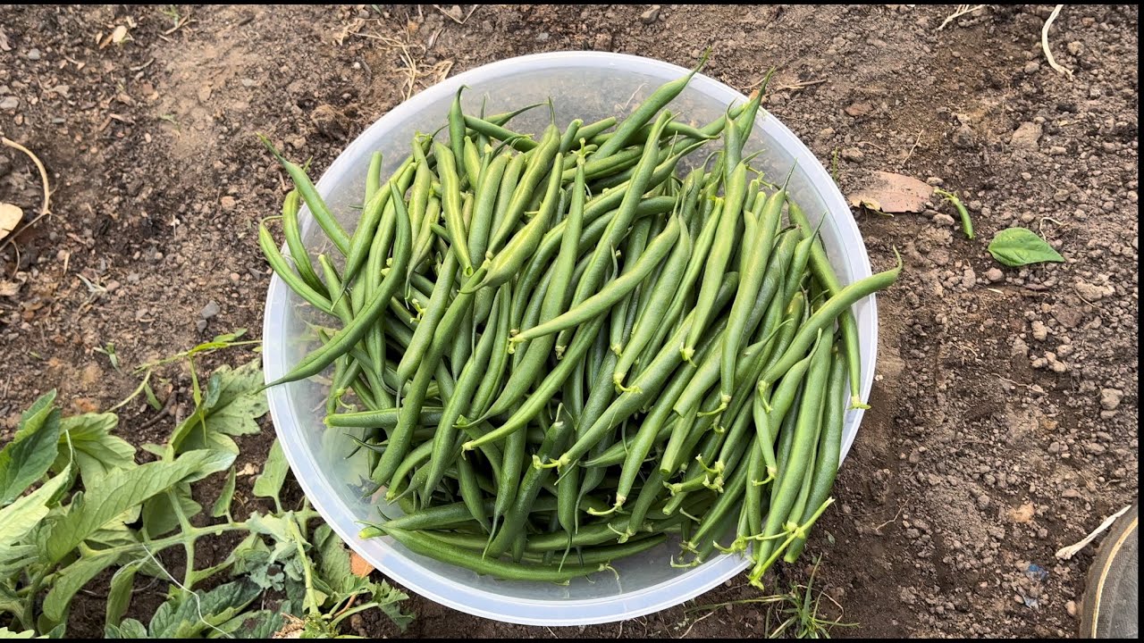 Planting and harvesting bush beans- This week in the patch - YouTube