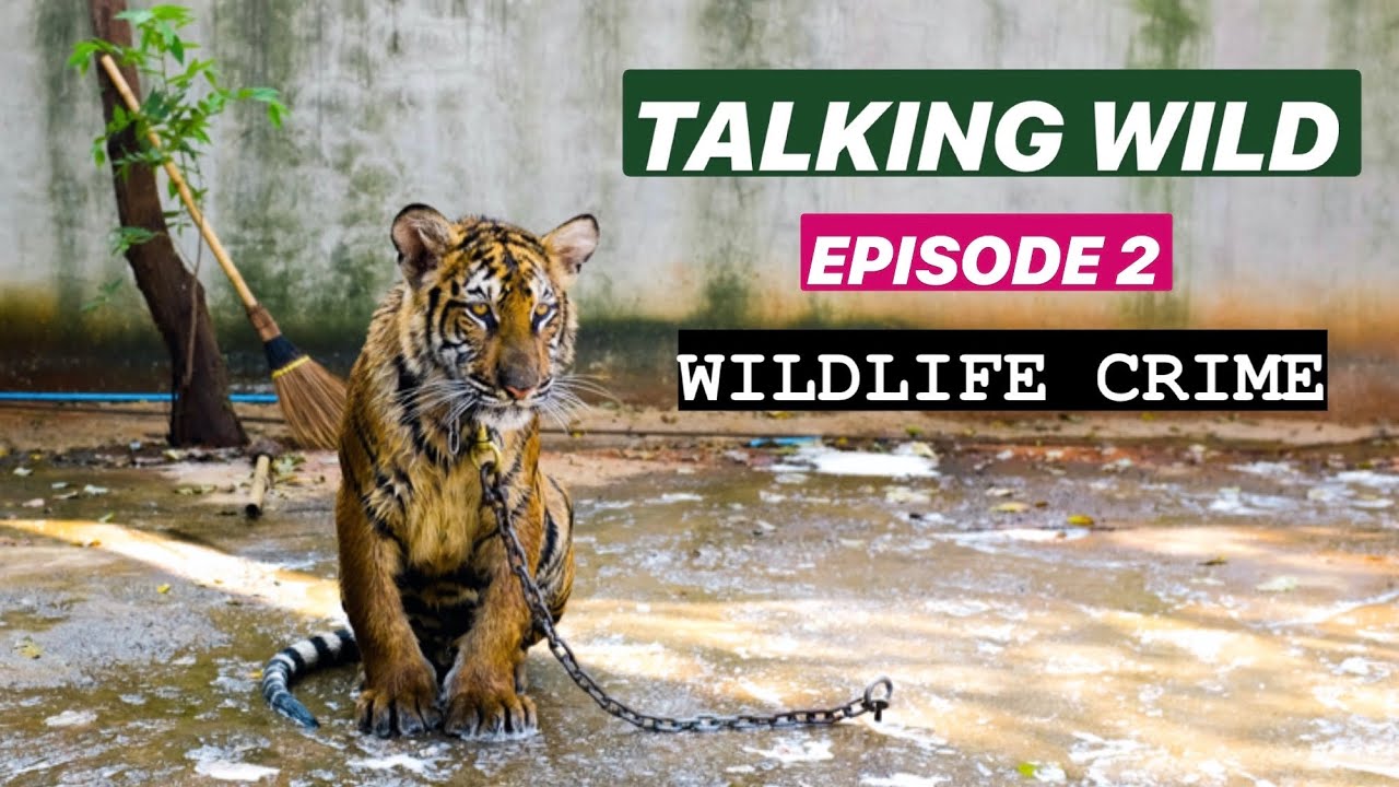 Talking Wild Podcast Episode 2 - Wildlife Crime - YouTube