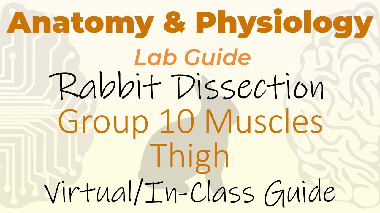 Rabbit Dissection - Group 10 Muscles - Thigh - YouTube