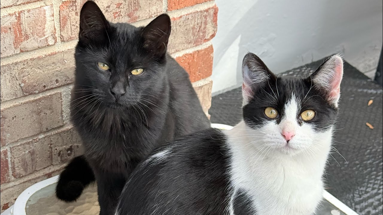 We Trapped and Fixed These Cats 🐾 TNR Recovery Indoors - YouTube