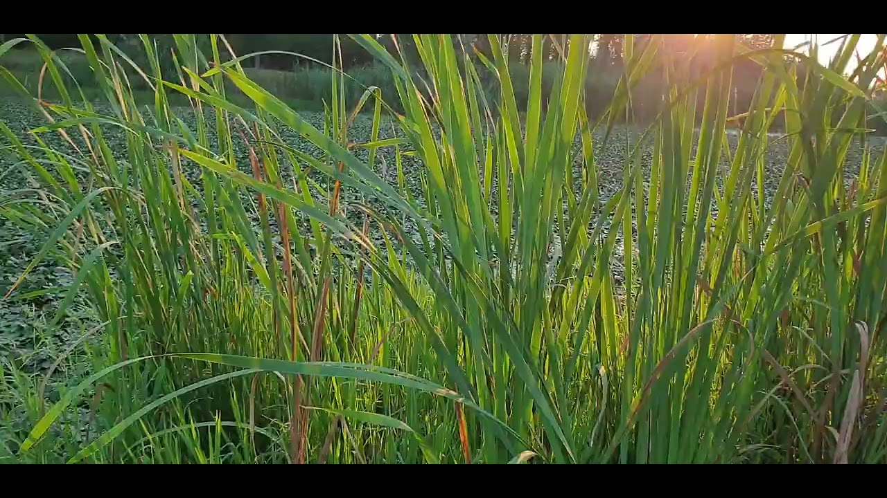 Kanal Dunav Tisa Dunav je KATASTROFA! #bac #srbija #vojvodina #fyp ...