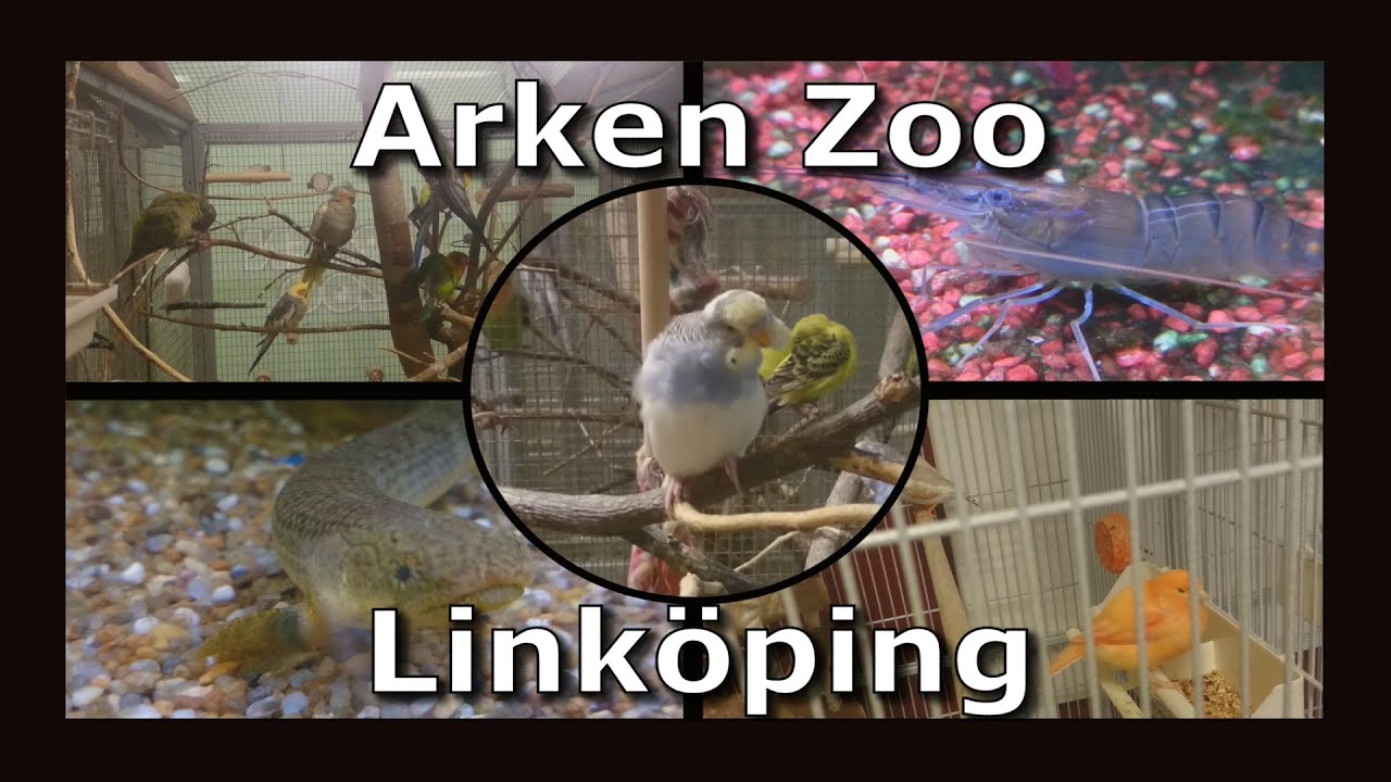 TDG Animals - Arken Zoo Linköping - YouTube