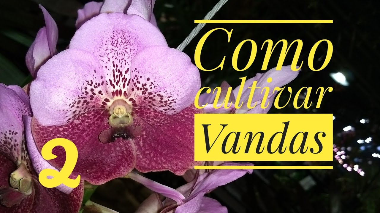 Como cultivar Vandas? Parte 2 Escolhendo a melhor Vanda - YouTube