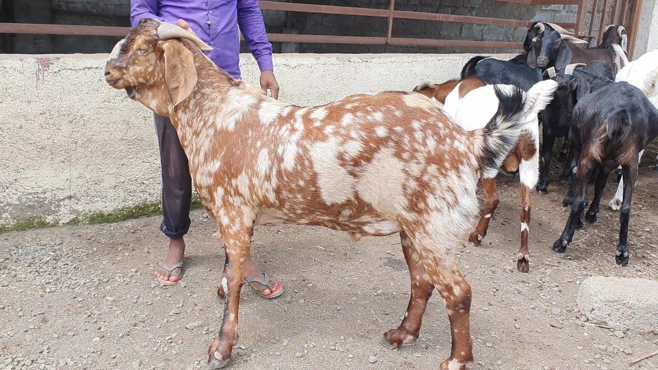 Pune Goat Season | Poona Goat Farm Qurbani Goats - YouTube