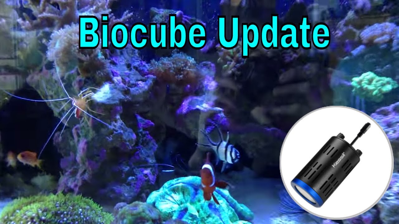 29 Gallon Biocube Reef Series Ep. 6 | New Kessil A160's and Fish - YouTube
