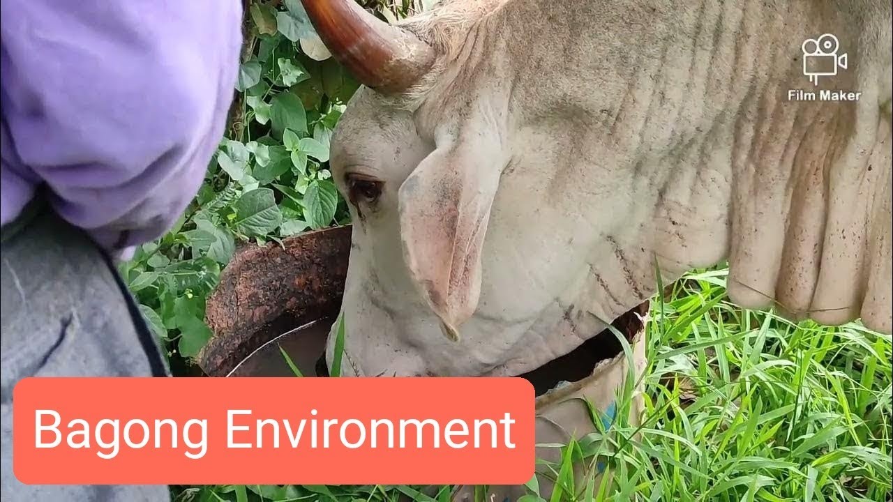 Blessing ng Pastulan - YouTube