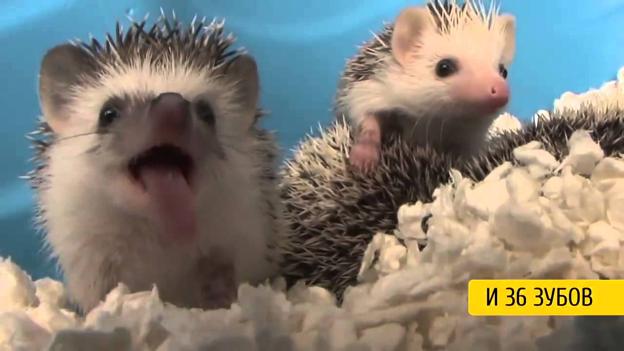 Kirpiler de tatlıdır ( hedgehog are sweet ) - YouTube