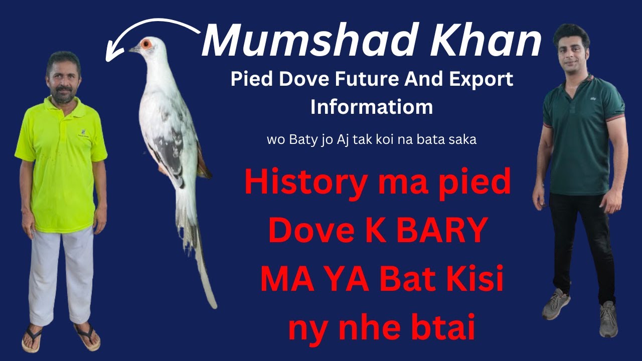 Pied Dove Future!!! Pied dove export information/ Silver pied Red pied ...