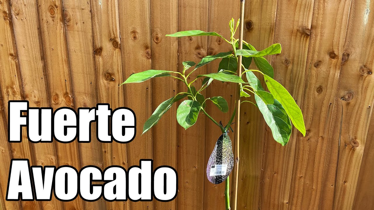 Dwarf Fuerte Avocado Tree