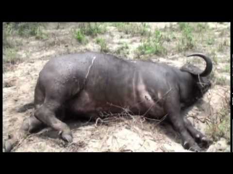 KIPINI DIARIES - Day three on patrol - YouTube