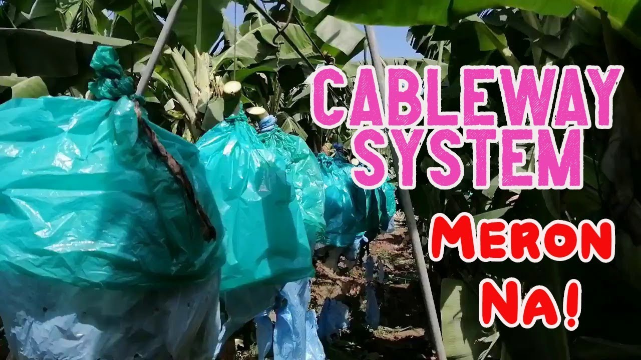 Harvesting Banana using Cableway System for the First Time - YouTube