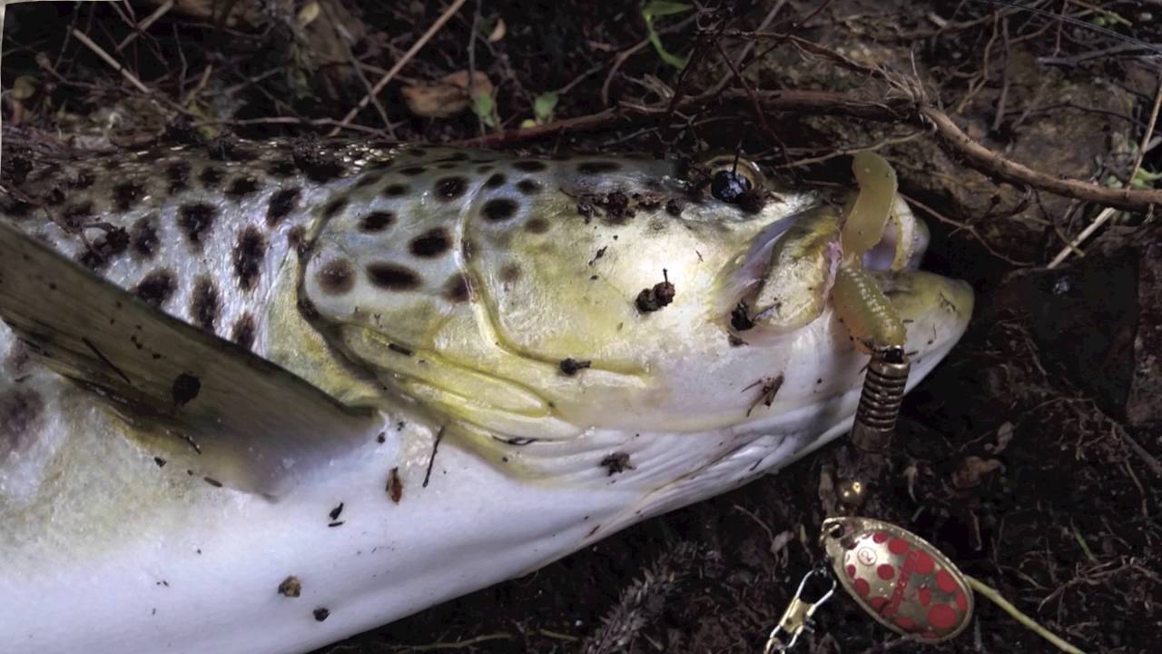 Abertura às Trutas - Penacova - 2016 (Captura de GRANDE Truta) - YouTube
