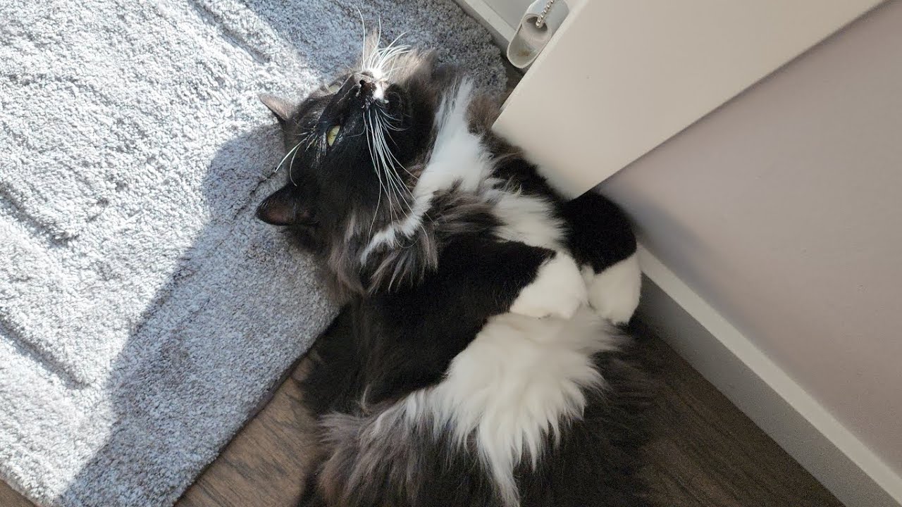 Laying here, Dracula fangs on display, waiting for attention! - YouTube