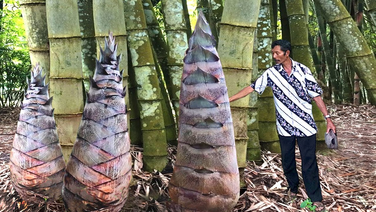 10 Tumbuhan Raksasa Terbesar di Dunia – Asli Bukan Rekayasa Teknologi ...