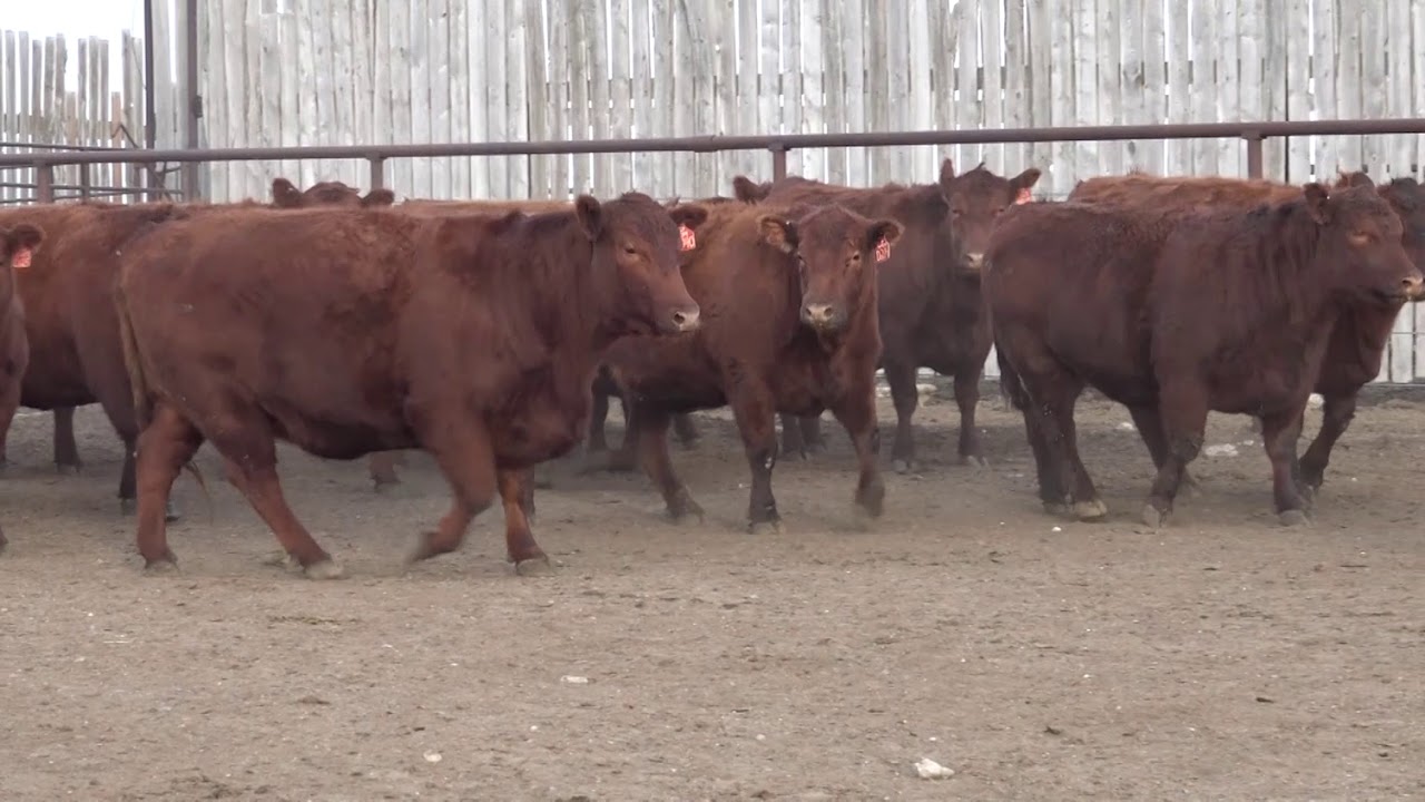 Heifers - YouTube
