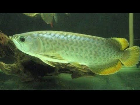 New year stock | Sai fish Aquarium | 2022-23 - YouTube