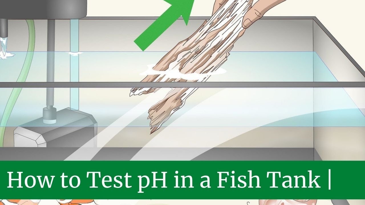 How to Test pH in a Fish Tank || How to test ph in fish tank ...