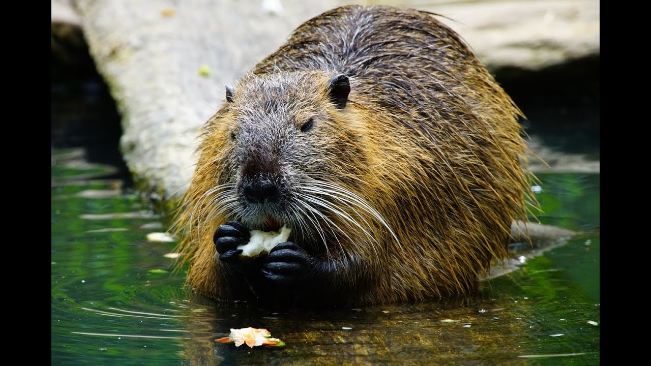 Beavers: Nature's Master Builders! - YouTube