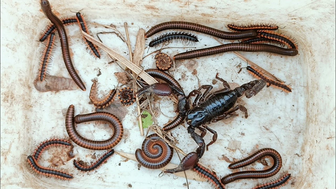 Save animals after rain !! a huge scorpion, larvae millipedes, pill ...