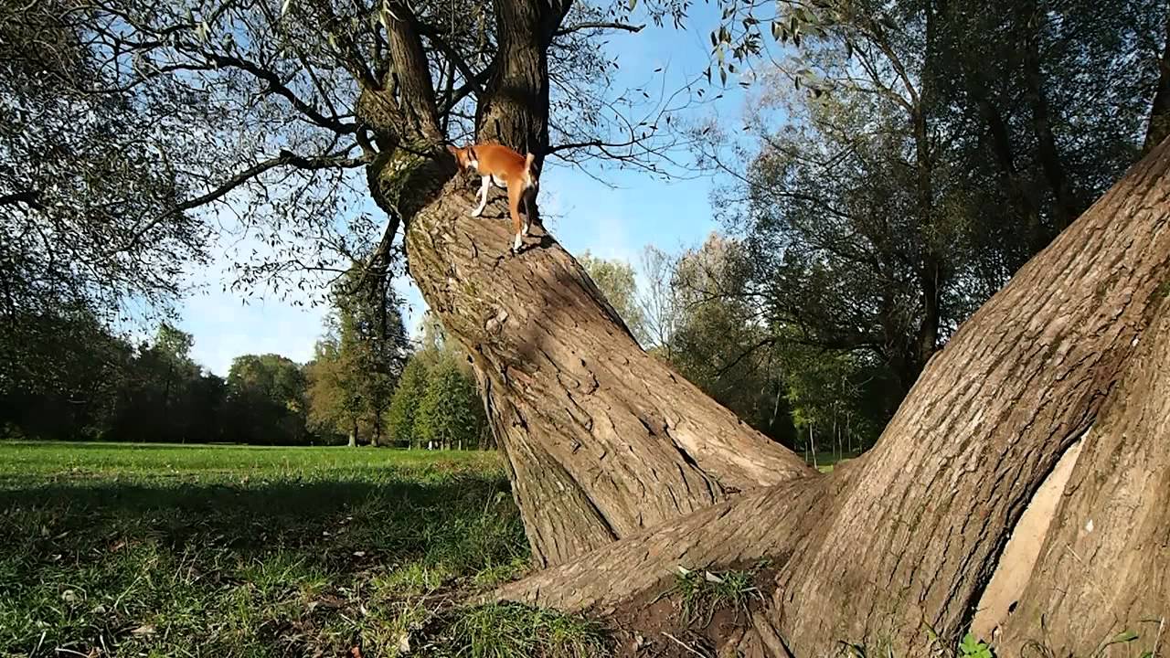 Ciara the basenji climbing to a tree - YouTube