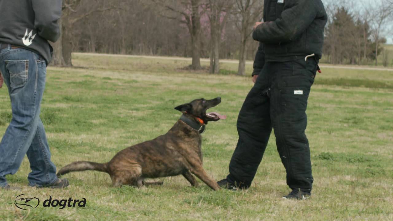 Ep.8 - K9 Dog Training with Mike Ritland: Bite Confidence - YouTube