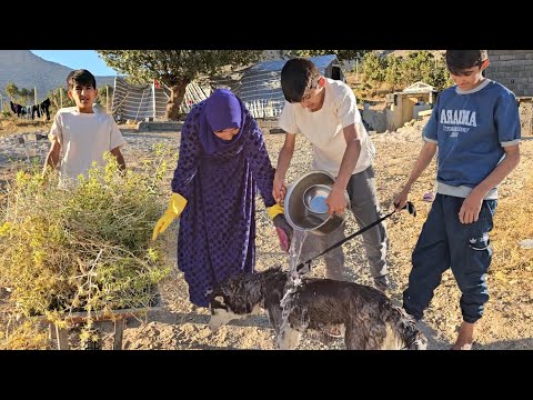 A Day at Our Mountain Homestead: Herbs, Alpha & Homemade Dinner