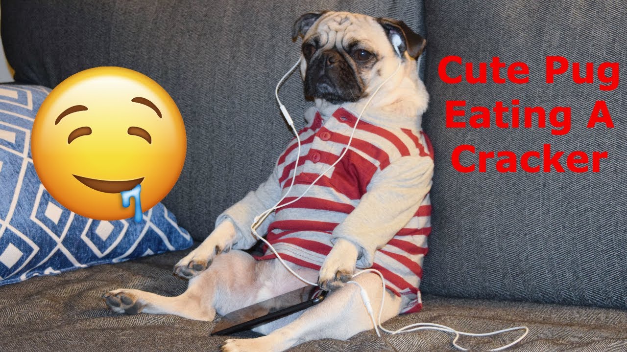 ASMR | Pug Eating a Cracker Funny - YouTube