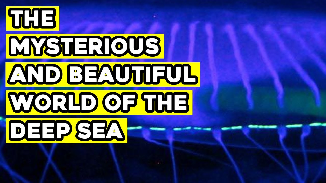The Mysterious and Beautiful World of the Deep Sea - YouTube