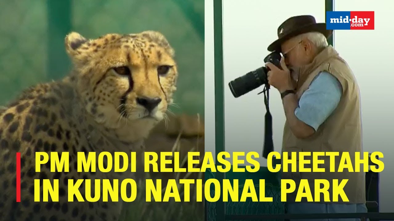 PM Modi Releases Cheetahs In Kuno National Park In Sheopur - YouTube