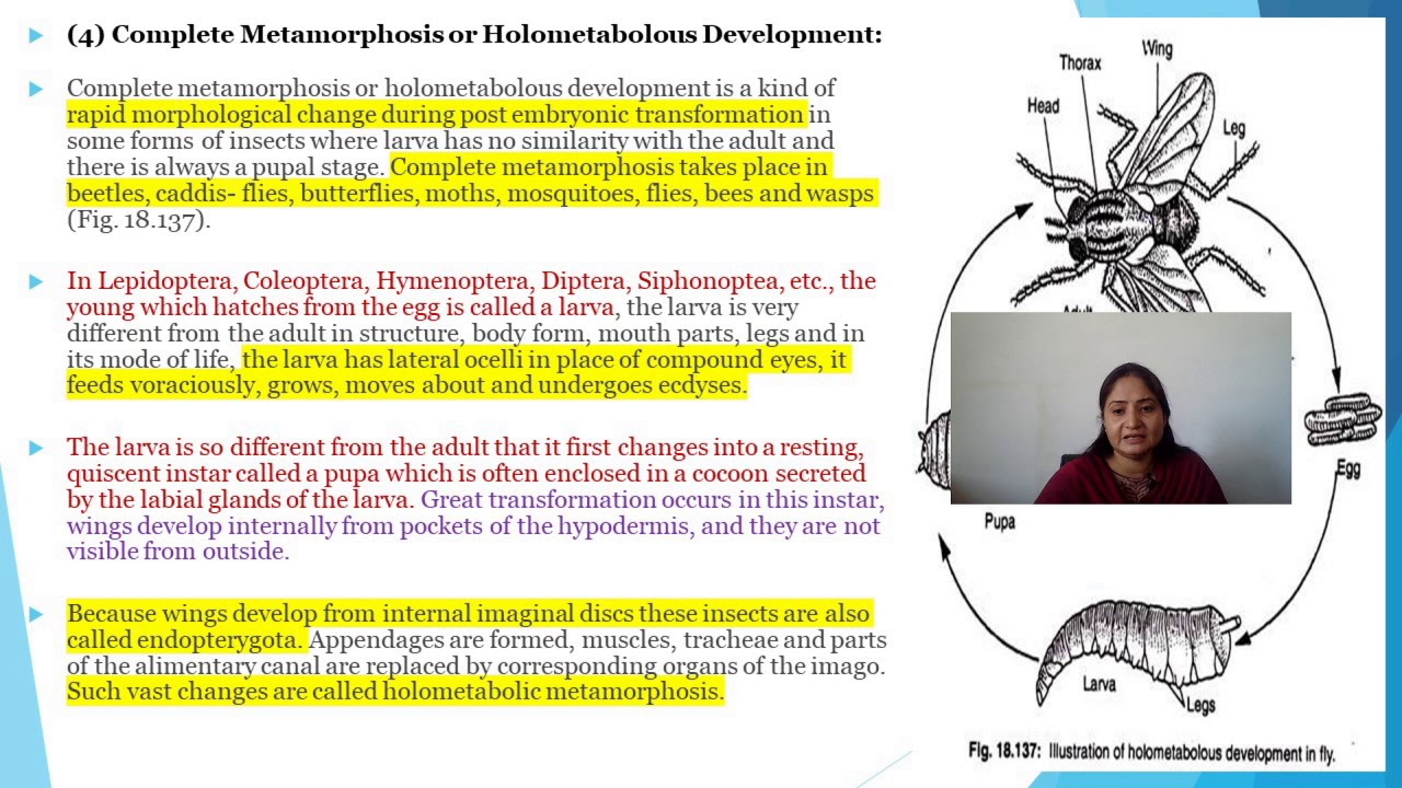 Direct and indirect development of Insects - YouTube