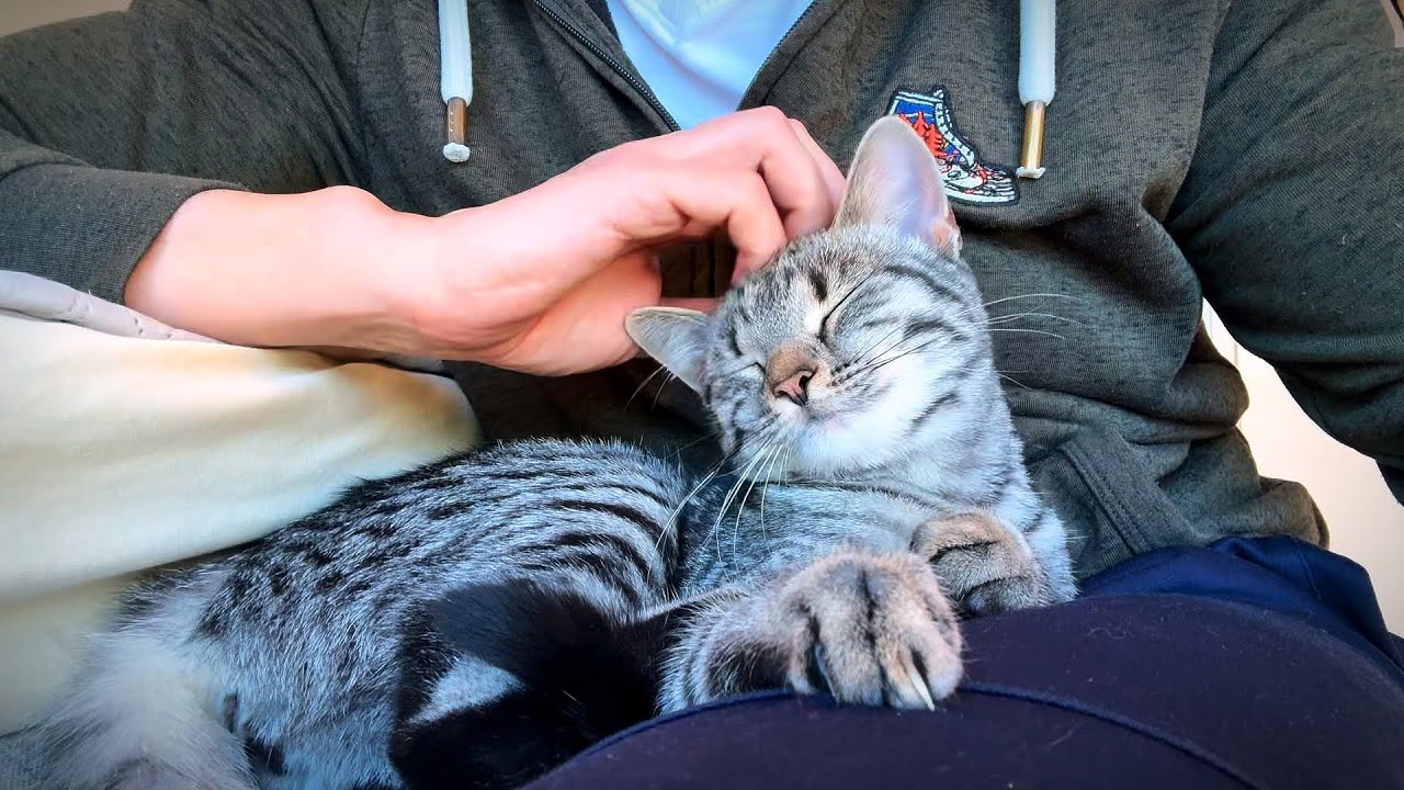 Missy Is Calm at Last | Soft Purring & Relaxing Petting Sounds - YouTube