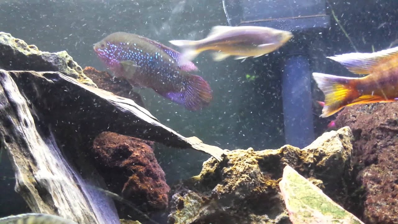 Quiet time with fish. - YouTube