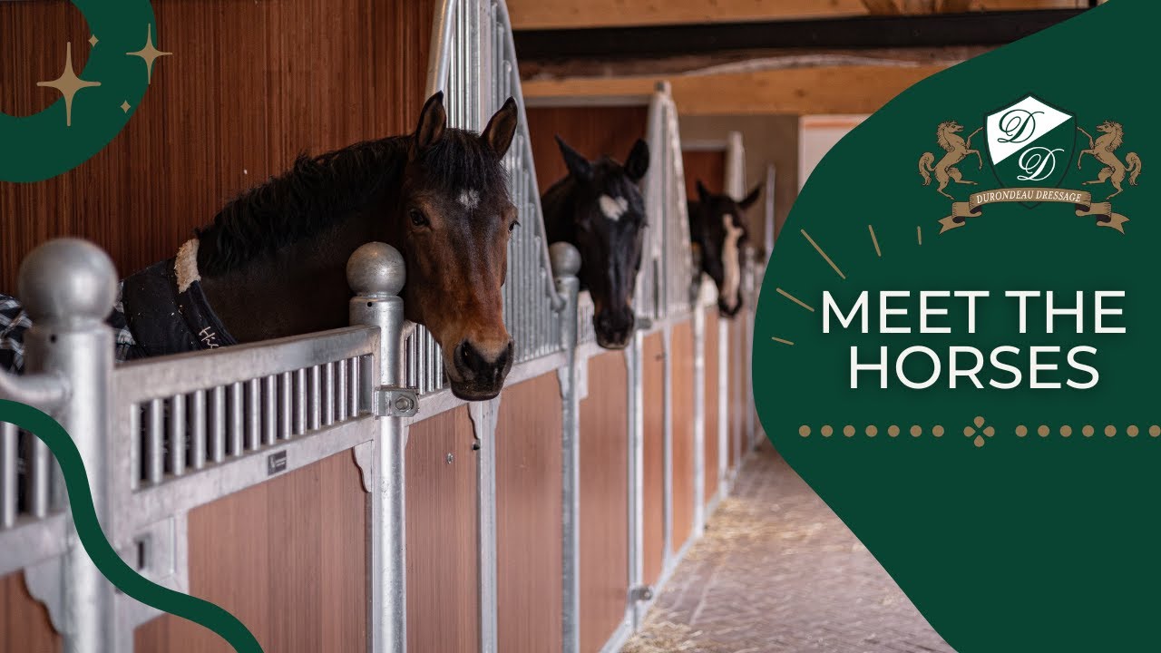 Episode 2: Meet my dressage horses | Durondeau Dressage - YouTube