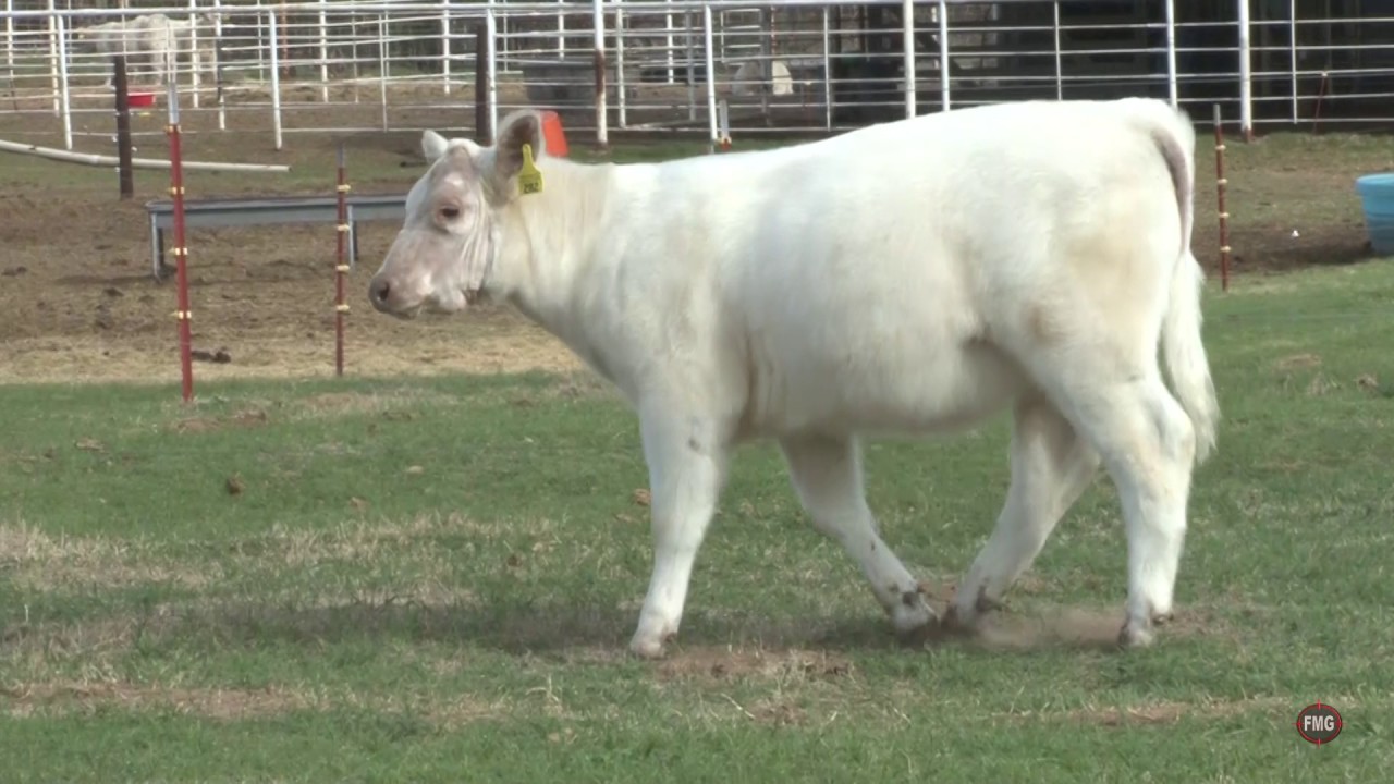 Rocking H Show Cattle Tag 282 - YouTube