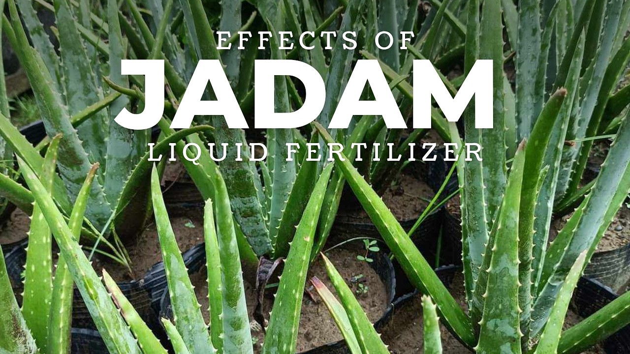 The Effects of JADAM Liquid Fertilizer (JLF) on Aloe vera - YouTube