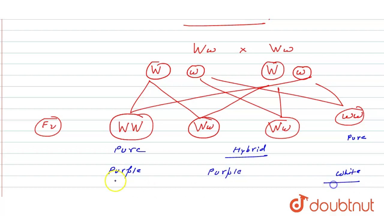 Inheritance pattern of flower colour in garden pea plant and snapdragon ...