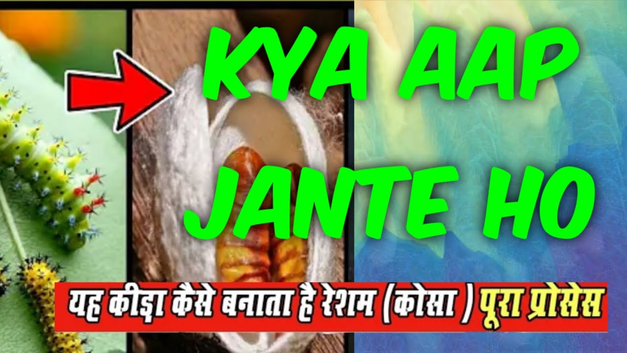 Resham kaise banta hai।। रेशम कैसेबनता है रेशम के कीड़ा से II How To ...