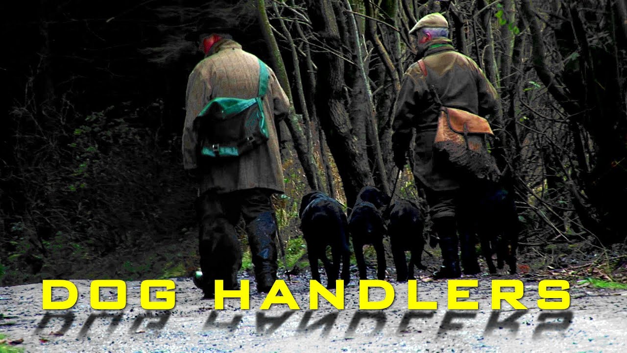 Dog work/ Picking Pheasants in Northern Ireland - Alan Rountree - YouTube