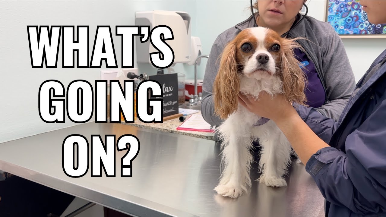 A VET VISIT IN FLORIDA // Cavalier King Charles Spaniel Health - YouTube