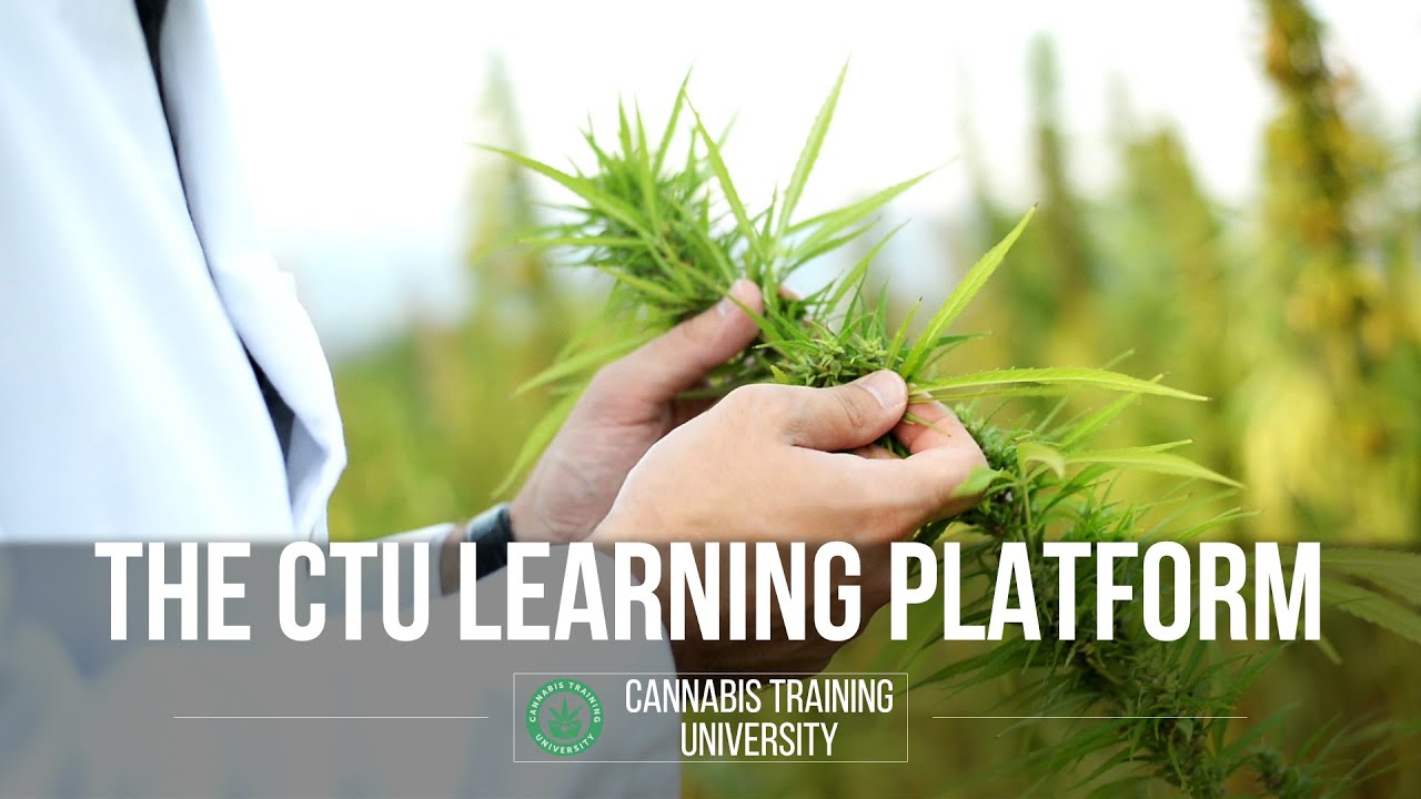 What is Cannabis Training University? The Best Cannabis College In the ...