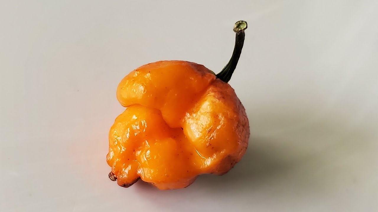 a Pockmark Orange... Ghost Pepper x Pimenta de Neyde - YouTube