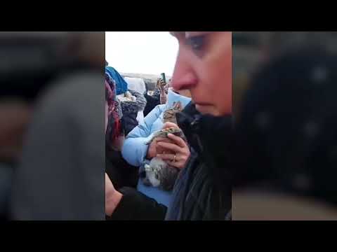 Konya'daki köpek katliamından sonra kediler son anda kurtarıldı...