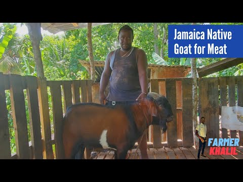 Jamaica Native Goat Best for Meat with Rambo Farm - YouTube