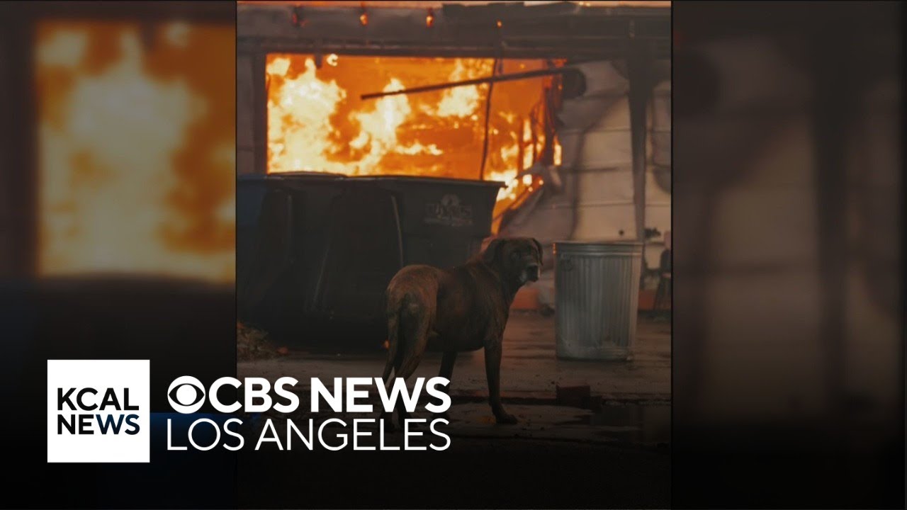 Photographer and fire responders save dog from Eaton Fire - YouTube