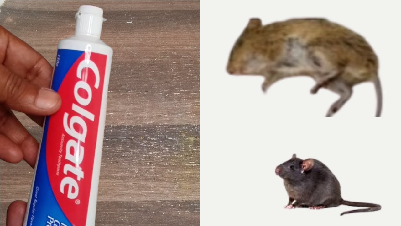 Colgate magic rat killer | rat killer | rat killer remedies | rat trap ...